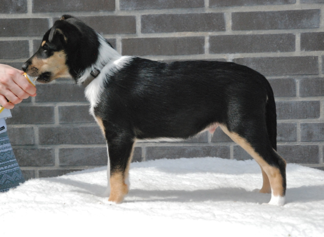 Charlie Stand – Asa Nanica Kurzhaarcollie