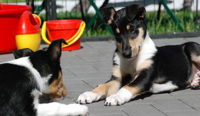 Ritchie und Mia – Asa Nanica Kurzhaarcollie